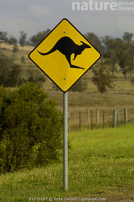 Stock photo of 'Beware of Kangaroos' crossing road sign, Australia ...
