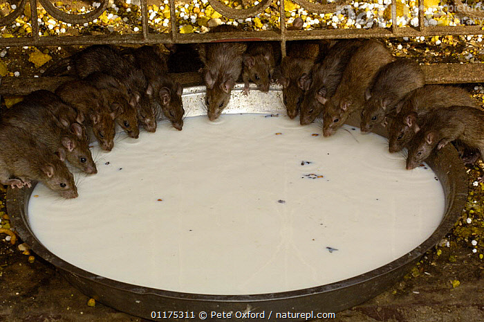 Stock photo of Black rats feeding on milk at the hindu Karni Mata ...