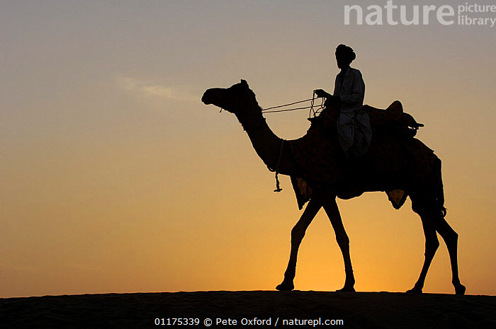 Stock photo of Silhouette of man riding Dromedary camel (Camelus ...