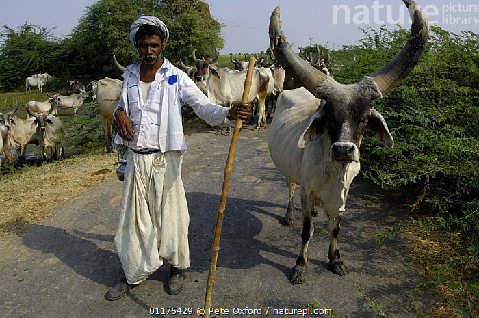 Stock photo of Rabari man herding Kanarej cattle with huge horns ...