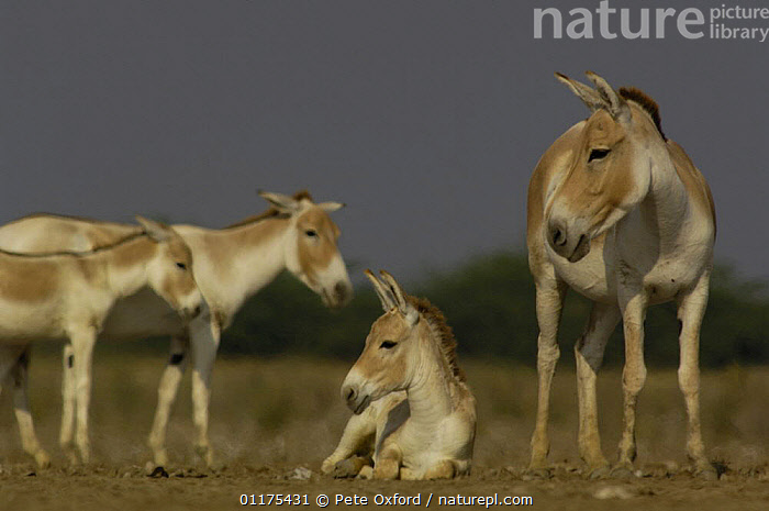 Stock photo of Asiatic Wild Ass / Khur (Equus hemionus khur) with foal ...