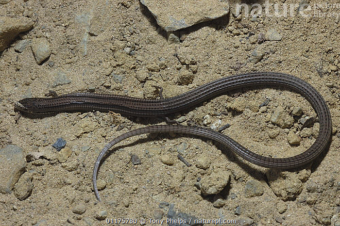 Stock photo of Plated snake lizard / Long-tailed Seps {Tetradactylus ...