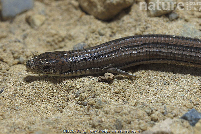 Stock photo of Plated snake lizard / Long-tailed Seps {Tetradactylus ...
