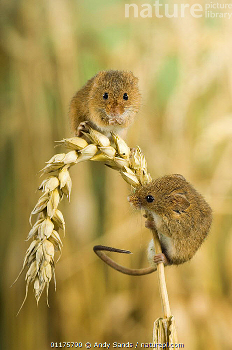 Stock photo of Two adult harvest mice {Micromys minutus} on ear of corn ...