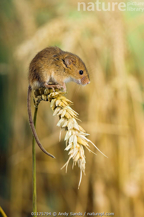 Stock photo of Harvest mouse {Micromys minutus} sitting on ear of corn ...