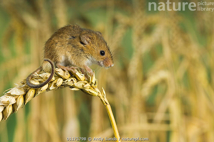 Stock photo of Harvest mouse {Micromys minutus} standing on corn ...