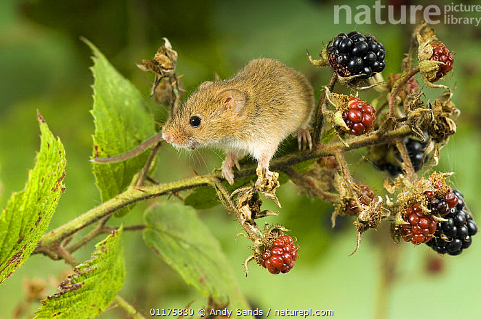 Stock photo of Harvest mouse {Micromys minutus} on bramble amongst ...