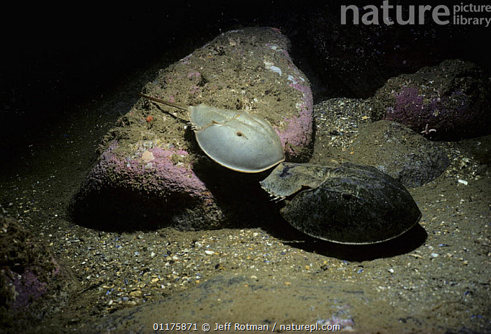 Stock photo of Horseshoe Crabs (Limulus polyphemus) mating during full ...