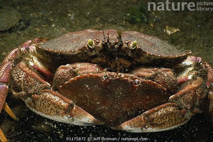 Stock photo of Atlantic Rock Crabs (Cancer irroratus) mating. New ...