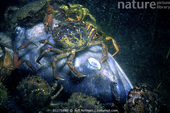 Stock photo of Jonah Crabs (Cancer borealis) and Green Crabs (Carcinus ...