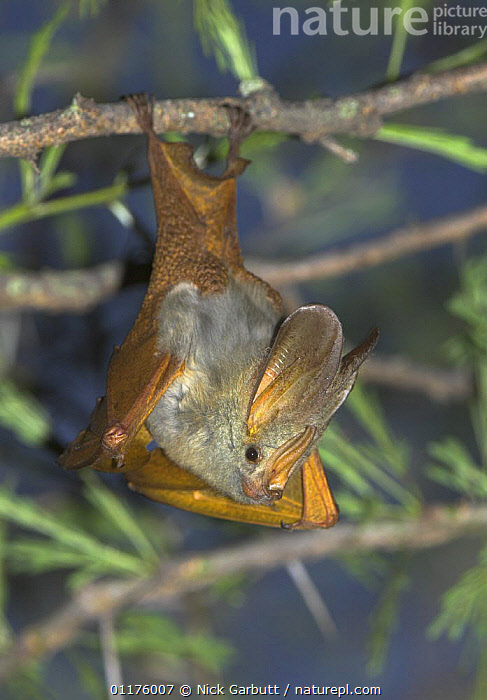 Stock photo of Yellow winged Bat {Lavia frons} hanging from Acacia tree ...