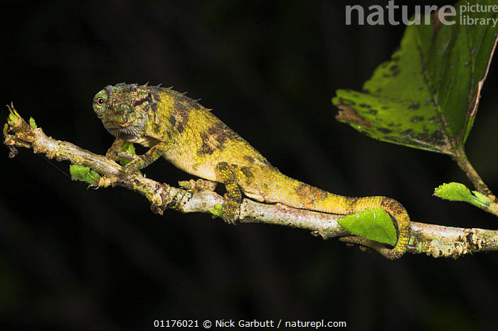 Stock photo of Small rainforest chameleon {Calumma fallax} portrait on ...