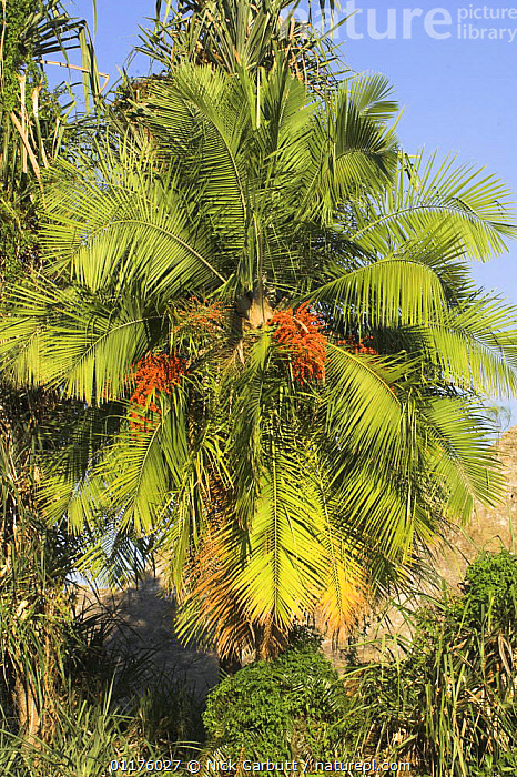 Stock photo of Feather Palm {Dypsis / Chrysalidocarpus onilahensis) in ...