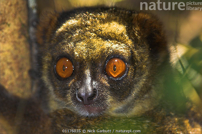 Stock photo of Eastern woolly lemur / Easter Avahi {Avahi laniger} face portrait…. Available for ...