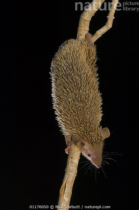 Stock photo of Lesser hedgehog tenrec / Small madagascar hedgehog ...