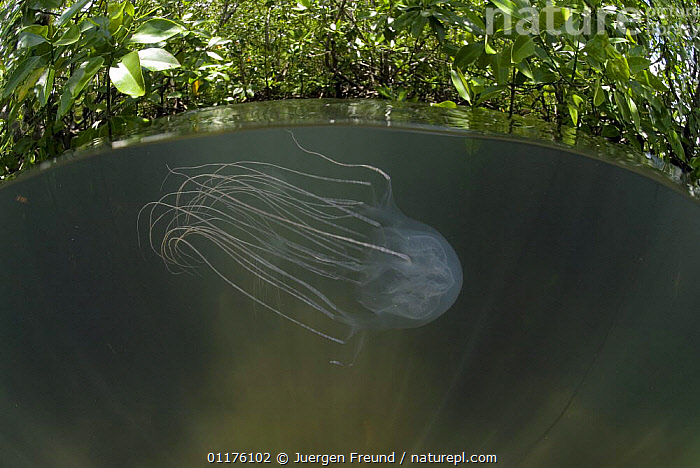 Stock photo of Box jellyfish {Chironex sp.} in mangroves, split level ...