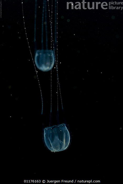 Stock photo of Two Irukandji jellyfish {Carukia barnesi} Queensland ...