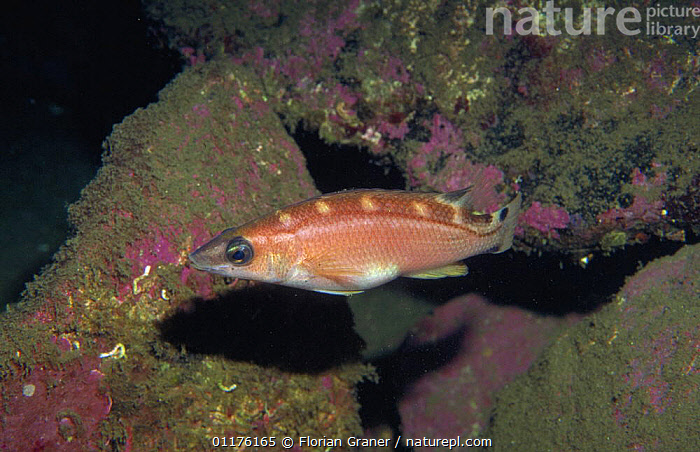 Stock photo of Scale-rayed wrasse (Acantholabrus palloni), Norway ...