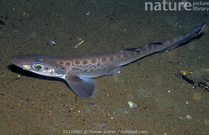 Stock photo of Blackmouth catshark (Galeus melastomus) swimming along ...