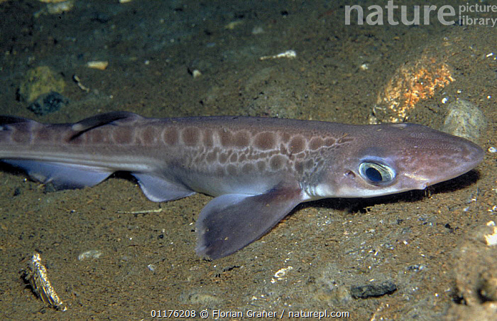 Stock photo of Blackmouth catshark (Galeus melastomus) swimming along ...