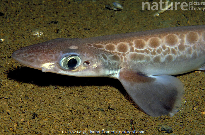 Stock photo of Blackmouth catshark (Galeus melastomus) swimming along ...