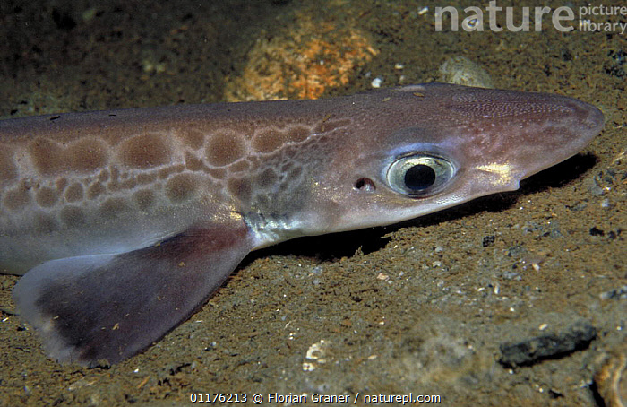 Stock photo of Blackmouth catshark (Galeus melastomus) swimming along ...