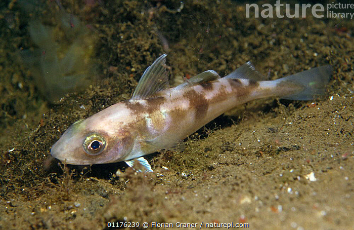 Stock photo of Haddock (Melanogrammus aeglefinus) swimming across sea ...