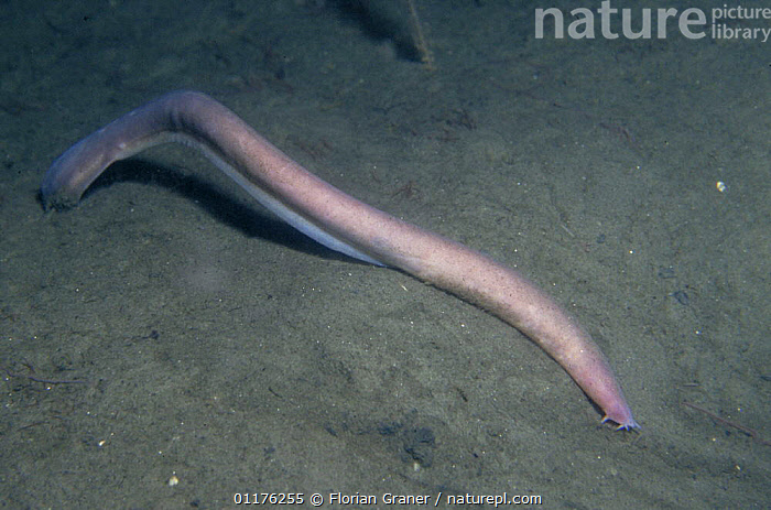 Stock photo of Atlantic hagfish (Myxine glutinosa) on seabed, Norway ...