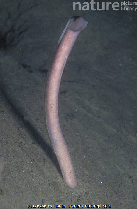Stock photo of Atlantic hagfish (Myxine glutinosa) with head burried in ...