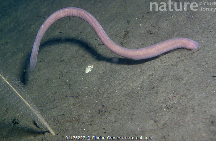 Stock photo of Atlantic hagfish (Myxine glutinosa) with head burried in ...