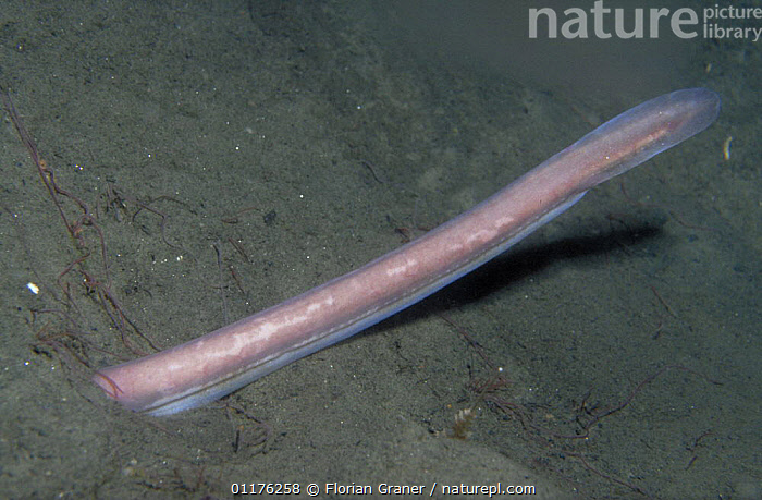 Stock photo of Atlantic hagfish (Myxine glutinosa) with head burried in ...