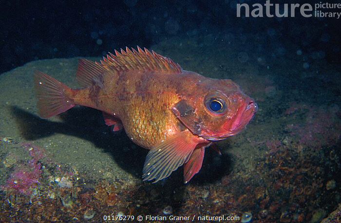 Stock photo of Norway redfish (Sebastes viviparus), Norway. Available ...