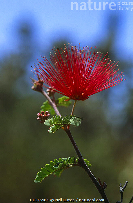Stock photo of Fairy duster flower {Calliandra eriophylla} Baja ...