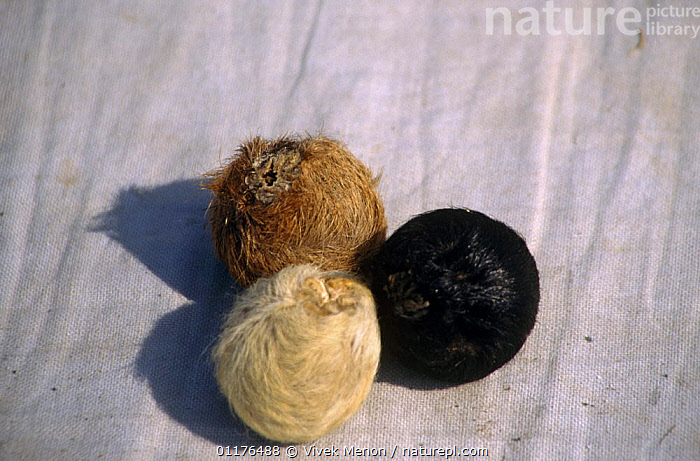 Stock photo of Fake musk pods made from the testicles of Langur monkeys ...