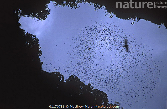 Stock photo of Wrinkle-lipped free tailed bats (Tadarida plicata) being ...