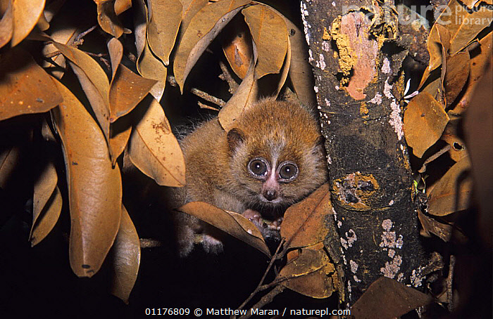 Stock photo of Pygmy slow loris {Nycticebus pygmaeus) captive ...