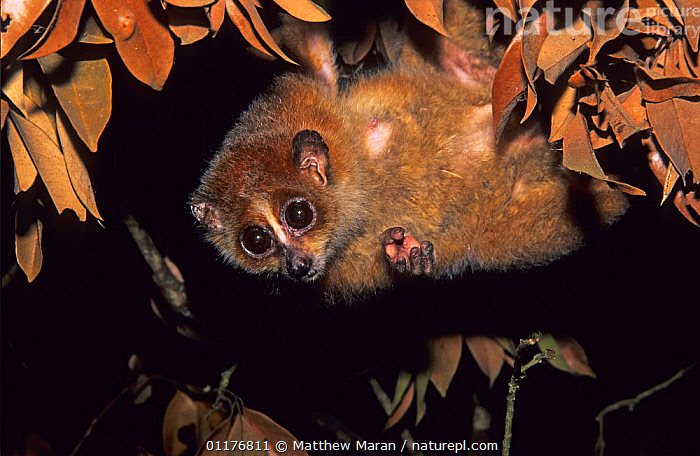 Stock photo of Pygmy slow loris {Nycticebus pygmaeus) captive ...
