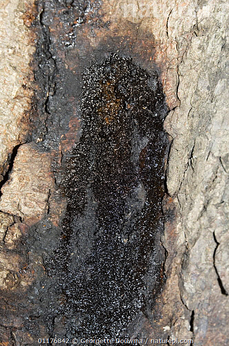 Stock photo of Bleeding canker disease on Horse chestnut tree(Aesculus ...