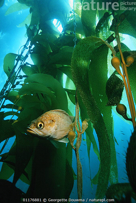 Stock photo of Island kelpfish (Alloclinus holderi) in Giant kelp ...
