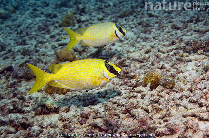 Stock photo of Masked rabbitfish (Siganus puellus) Sulawesi, Indonesia ...
