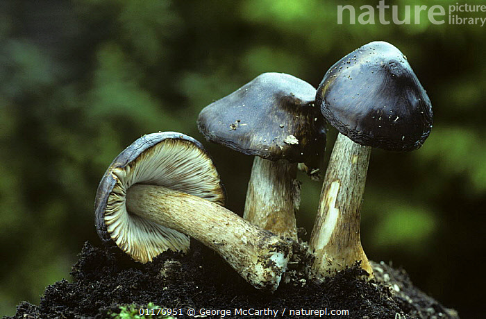 Stock photo of Three Entoloma fungi {Entoloma porphyrophaeum} in a row ...