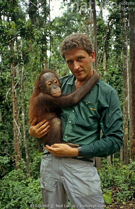 Stock photo of Neil Lucas (Producer and photographer) with Orang Utan ...