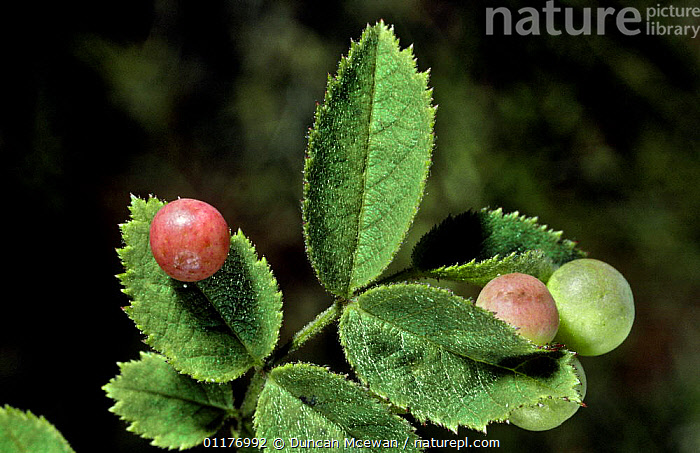 Stock photo of Smooth pea galls on Dog rose leaves {Rosa canina} caused ...