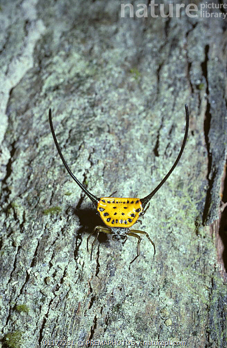 Long Horned Orb Weaver Spider Spider Nature Long Horned Long Horned