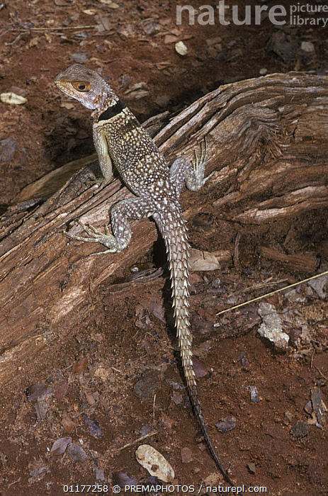 Stock photo of Cuvier's / Madagascar spiny tailed lizard {Oplurus ...