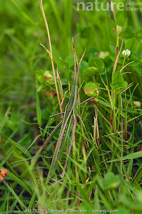 Stock photo of Oriental Long Headed Locust / Chinese grasshopper ...