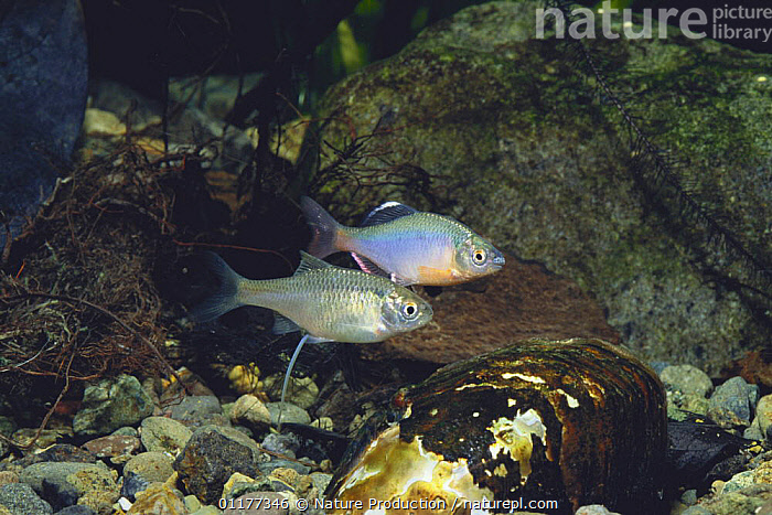 Stock photo of Tokyo / Metropolitan Bitterling {Tanakia tanago} pair ...