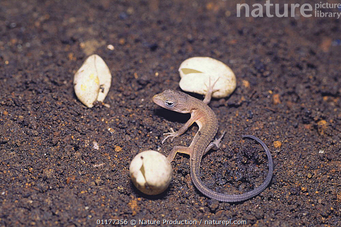 Stock photo of Japanese Grass Lizard {Takydromus tachydromoides ...