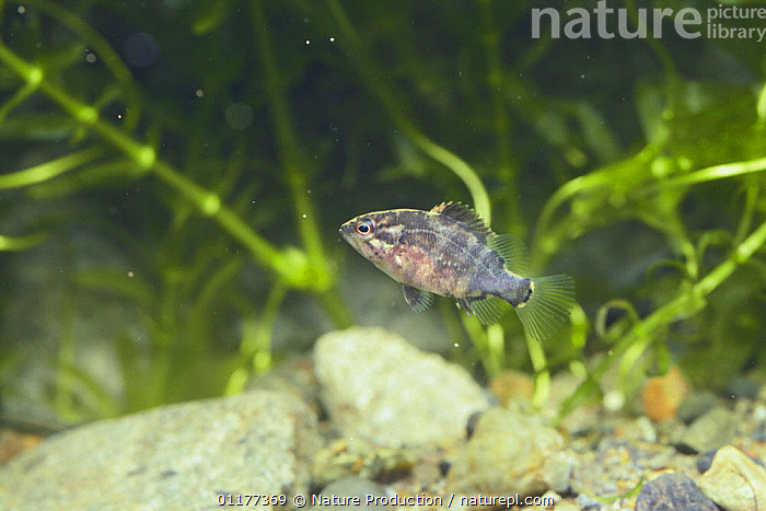 Stock photo of Aucha Perch {Coreoperca kawamebari} juvenile fish, Japan ...
