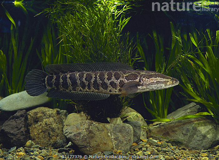 Stock photo of Blotched Snakehead {Channa maculata} Japan. Available ...